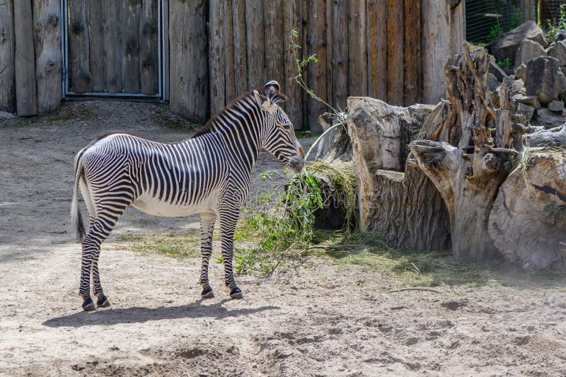Zebra in the Riga Zoo in Summer 3 Stock Photo - Image of animal, park ...