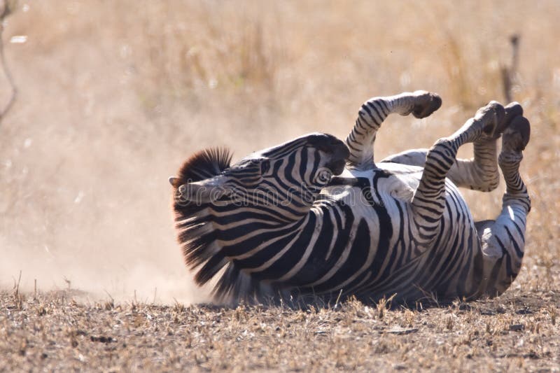 Zebra Roll stock image. Image of animals, mammal, fauna - 12902619