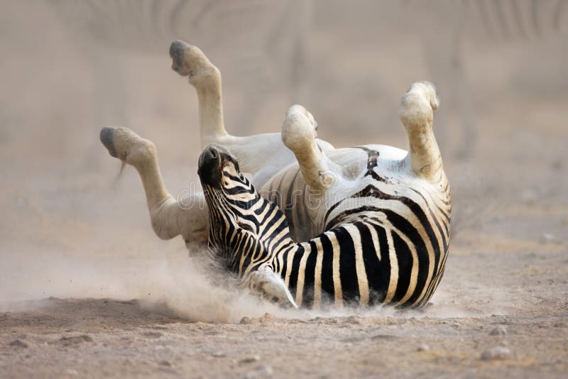 Zebra rolling stock image. Image of morning, rolling - 15861547