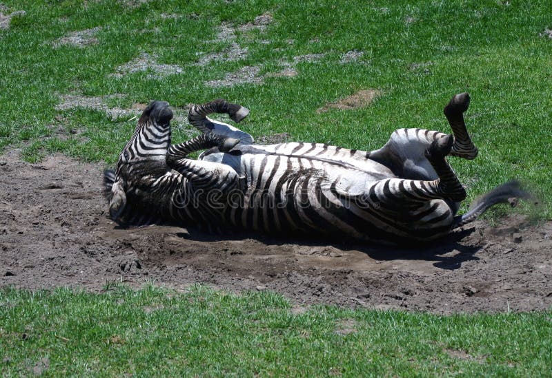 Zebra Rolling Picture. Image: 940733