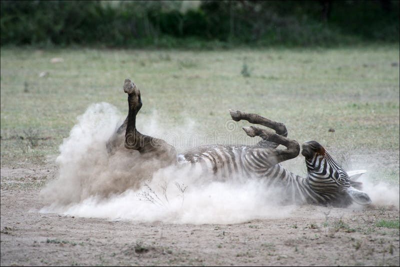 Zebra rolling in the dust stock photo. Image of nature - 25764758