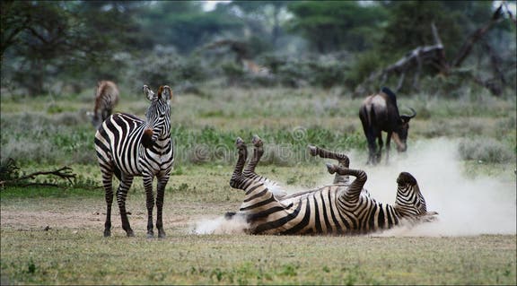 Zebra rolling in the dust. stock image. Image of herbivore - 16145453