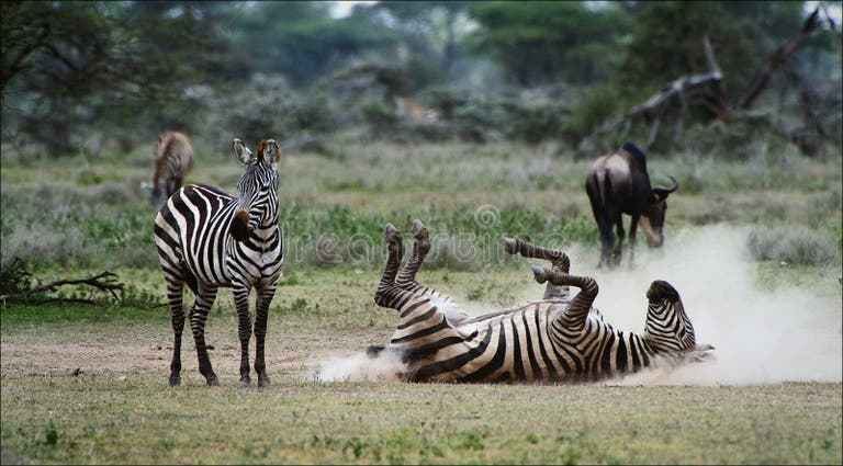 Zebra rolling in the dust. stock image. Image of herbivore - 16145453