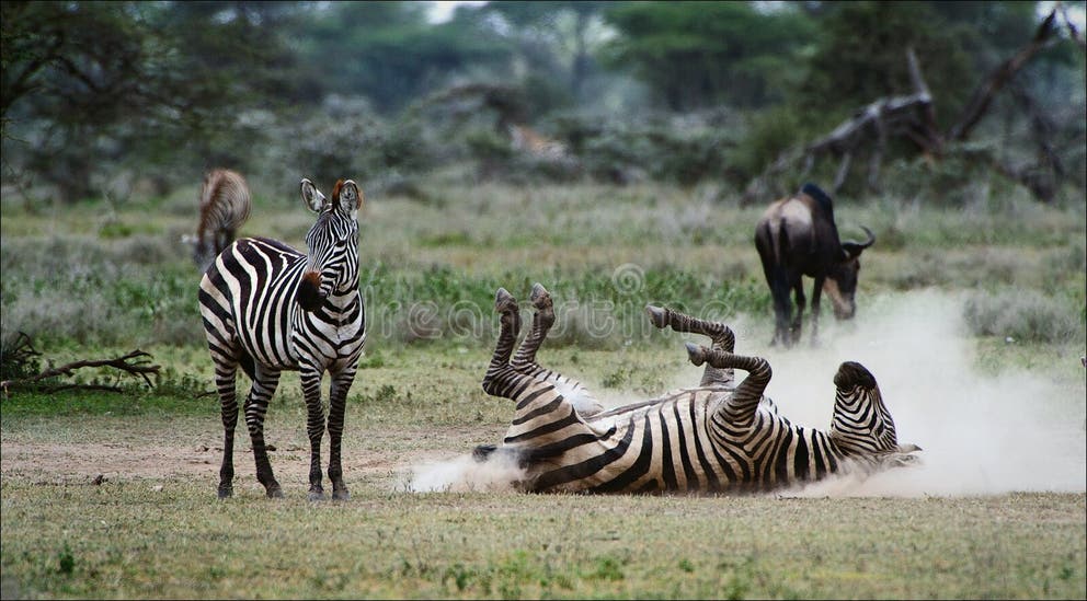 Zebra rolling in the dust. stock image. Image of herbivore - 16145453