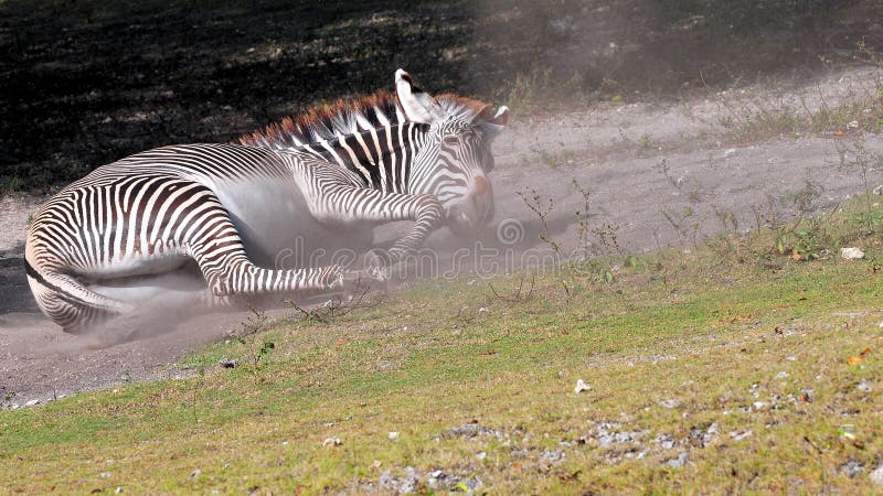 Zebra Rolling in the Dust stock image. Image of creatures - 23584969