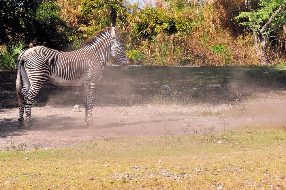 Zebra after Rolling in the Dust Stock Image - Image of south, creature ...