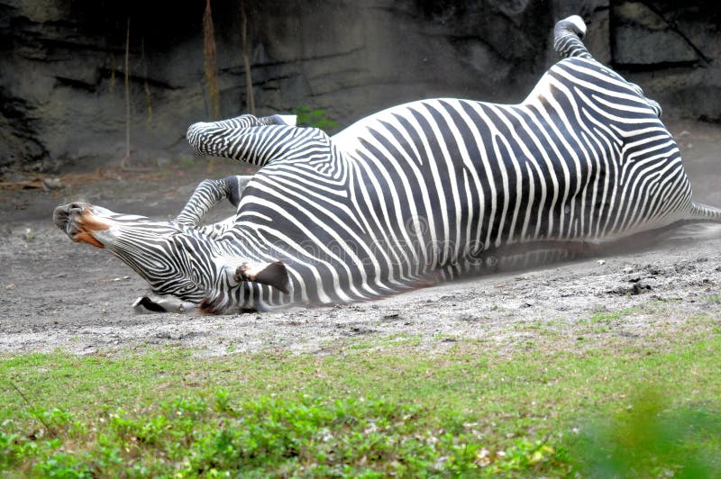 166 Zebra Rolling Stock Photos - Free & Royalty-Free Stock Photos from ...