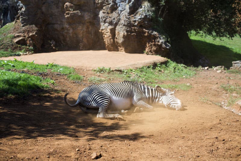 158 Zebra Rolling Photos - Free & Royalty-Free Stock Photos from Dreamstime