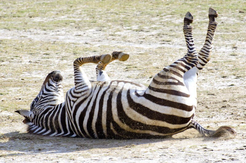 Zebra Rolling Stock Images - Download 119 Royalty Free Photos