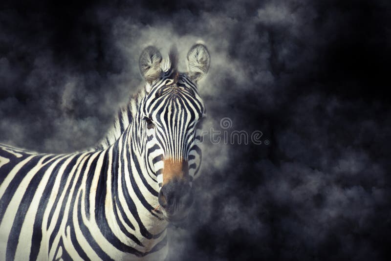 Portret Van Een Zebra, Met De Hand Getekend Met Potlood En Zonnebril ...