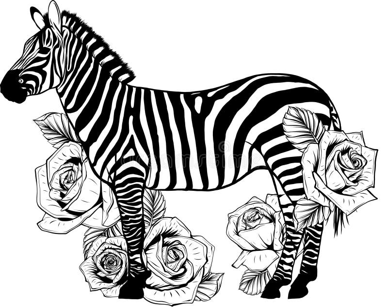 Zebra with Rose Flower Hand Drawn Illustration Stock Illustration ...