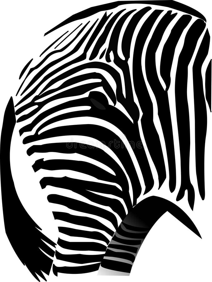 Zebra Rump stock illustration. Illustration of white, black - 1584823
