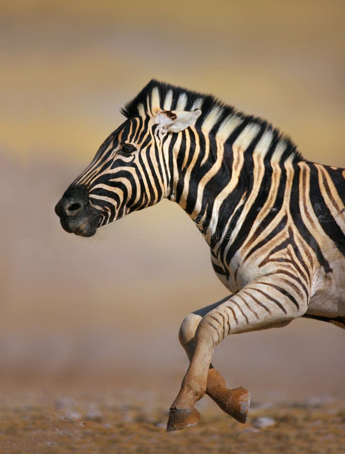 Zebras In Africa Running