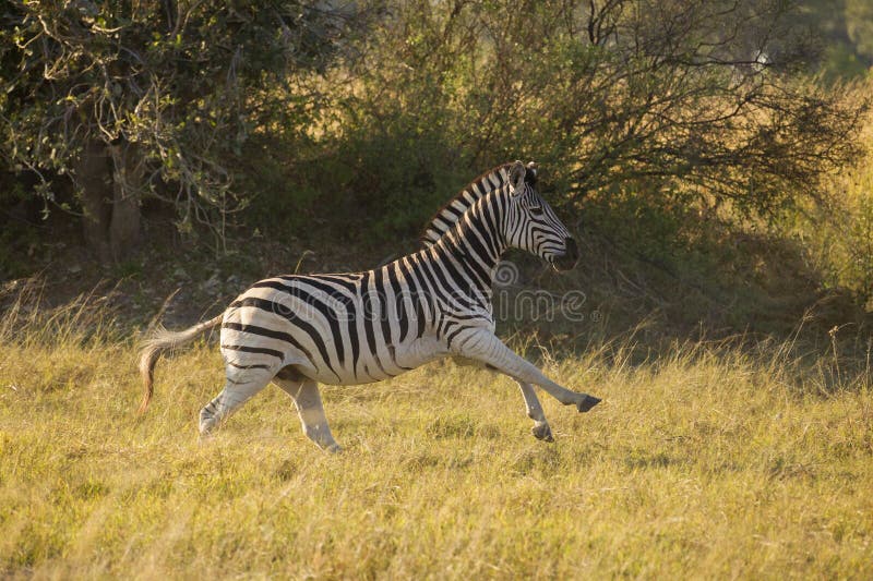 Zebra running stock photo. Image of burchelli, plains - 102539308