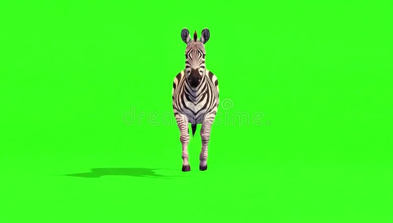 Zebra Running in the Middle on a Clean Green Screen Background Stock ...