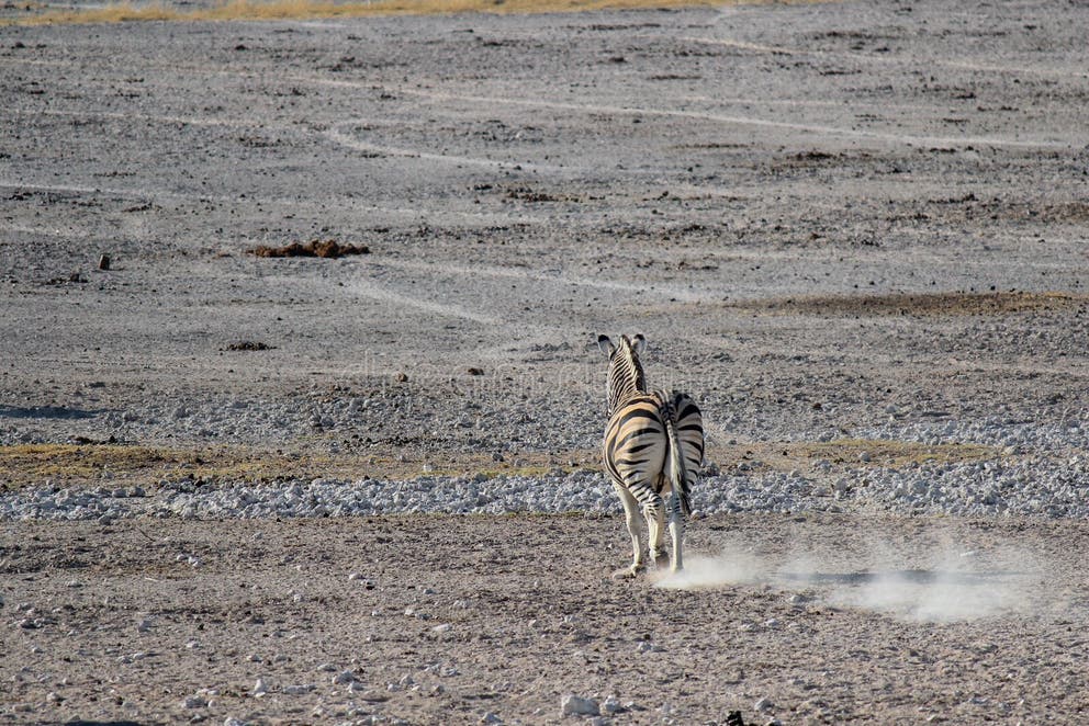 Zebra Running and Making the Dust Fly Etosha National Park Stock Photo ...