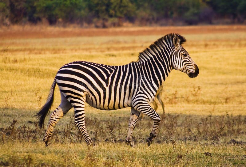 Zebra running stock photo. Image of grass, mammal, safari - 32360408