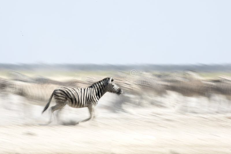 A zebra runs at speed stock image. Image of stripes - 145516579