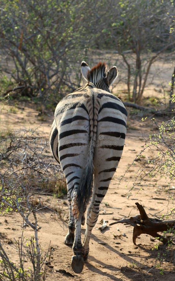 Zebra`s back while walking stock image. Image of zebras - 81632343