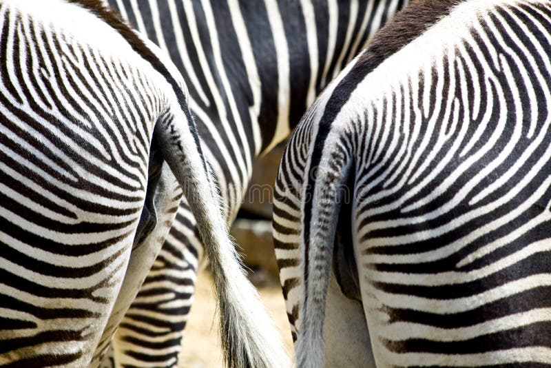 Zebra s from behind stock image. Image of zebra, profile - 14766863