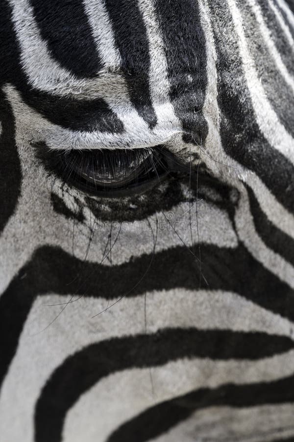 Zebra S Eye Patron in Black and White Stock Image - Image of eyebrow ...