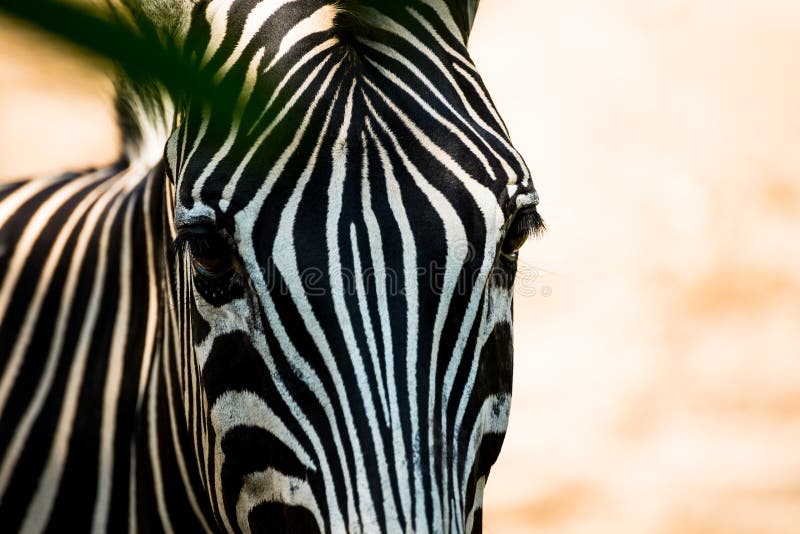 Zebra`s face stock image. Image of design, black, skin - 92329587