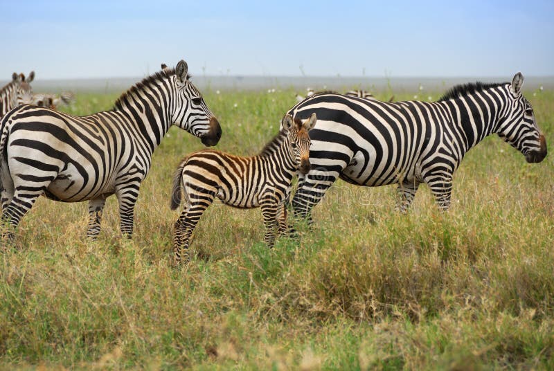 Zebra s family stock image. Image of look, family, striped - 6291041