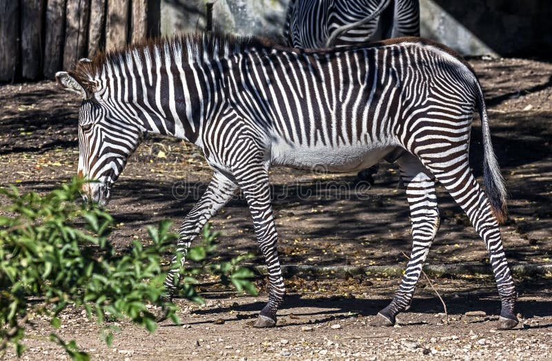 Zebra`s foal 5 stock image. Image of environment, africa - 102085207