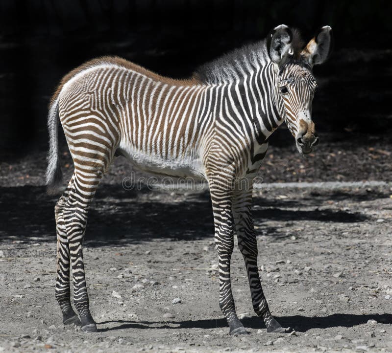 Zebra s foal 1 stock photo. Image of nice, savannah, nature - 76724024