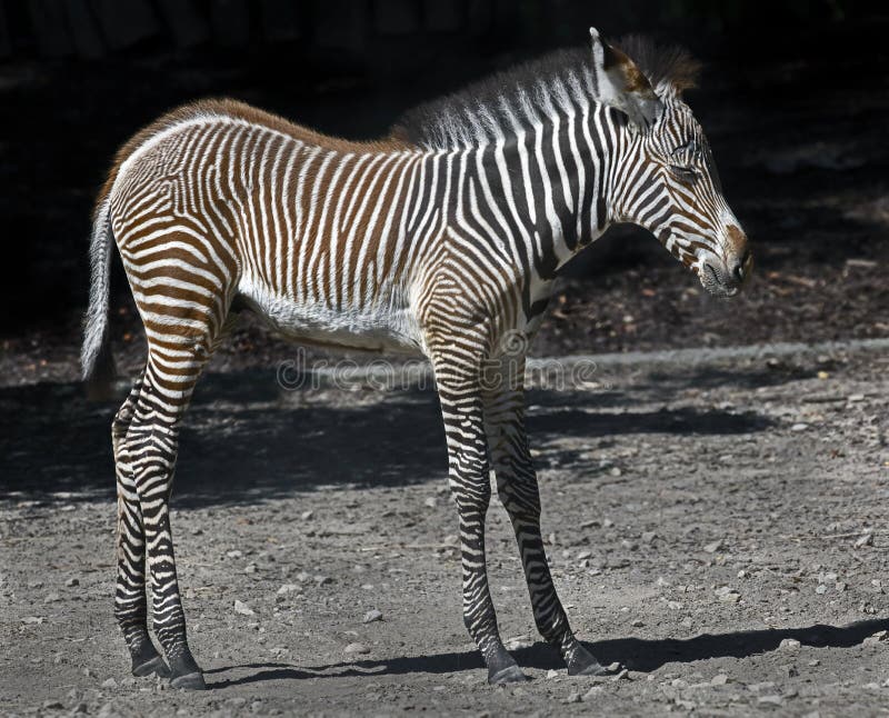 Zebra s foal 2 stock image. Image of africa, portrait - 77811555
