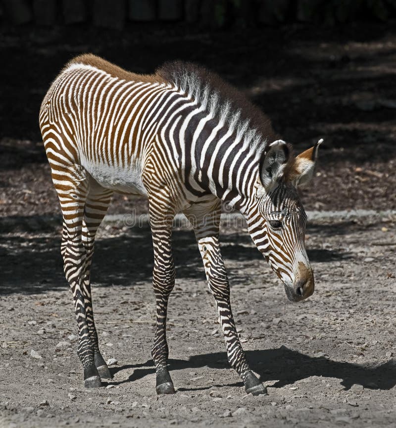 Zebra`s foal 3 stock image. Image of browse, graze, nature - 81783427