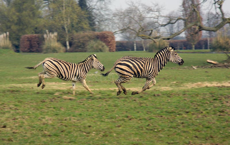 Zebra s Galloping stock photo. Image of african, stripe - 2197388