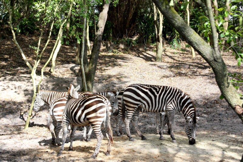 Zebra s stock photo. Image of wild, horse, family, zebra - 29914300