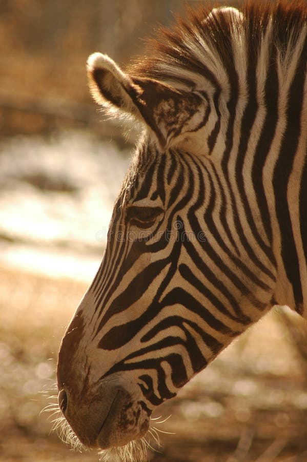 Zebra s Head stock photo. Image of zebra, africa, savannah - 2094872