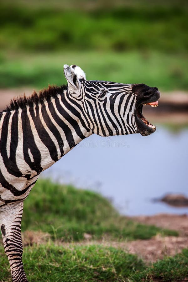 Zebra. Open mouth stock image. Image of mouth, south - 26399055