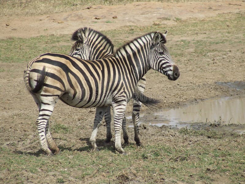 Zebra s posing for a photo stock photo. Image of bush - 67154094