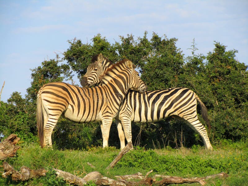 Southern african animals stock photo. Image of stripeszebras - 29877082