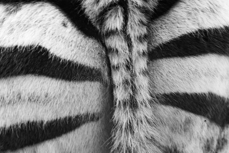 BUTTOCK and TAIL of ZEBRA stock image. Image of light - 107735845