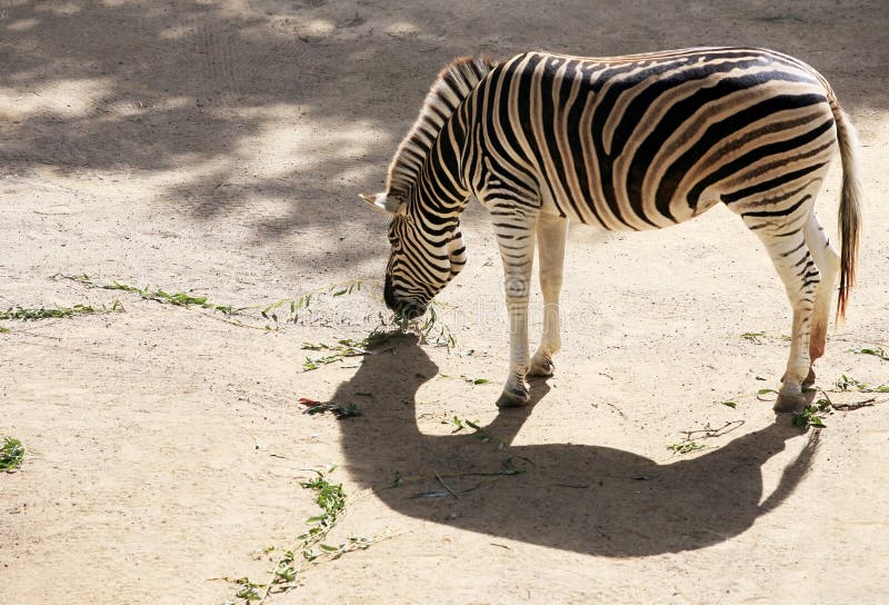 Zebra stock photo. Image of freedom, summer, tree, safari - 40313062