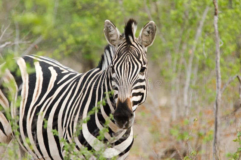 Zebra safari stock photo. Image of wildlife, africa, nature - 77074940