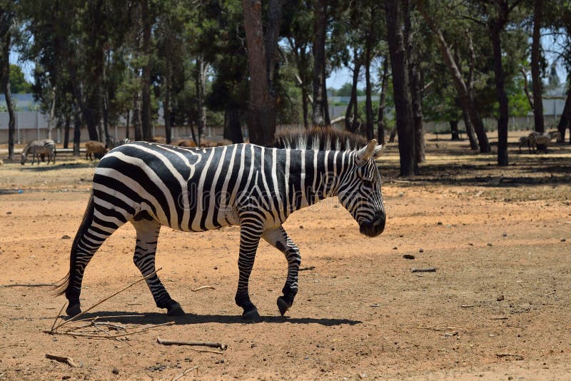 Zebra stock photo. Image of israel, pair, animal, pattern - 71368732