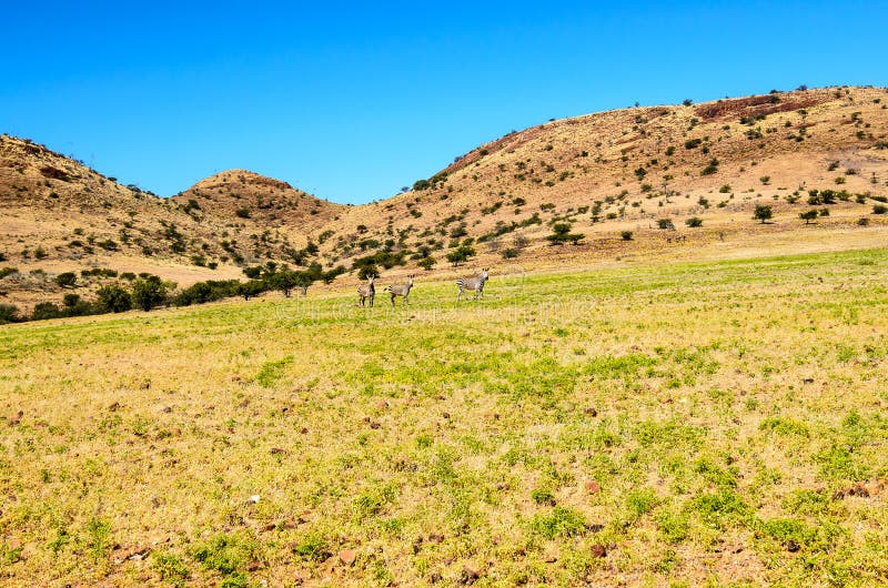 Zebra in a Safari Landscape Stock Image - Image of zebra, mammals: 69972325