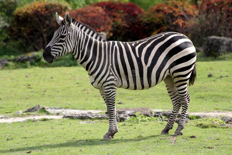 Zebra in safari park stock photo. Image of pretty, family - 204341234