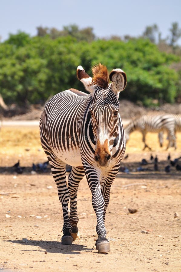 Zebra. stock photo. Image of mammal, striped, african - 32213940