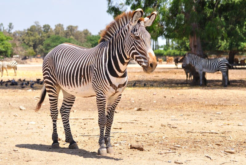 Zebra. stock image. Image of zoopark, park, animal, mammal - 32213941