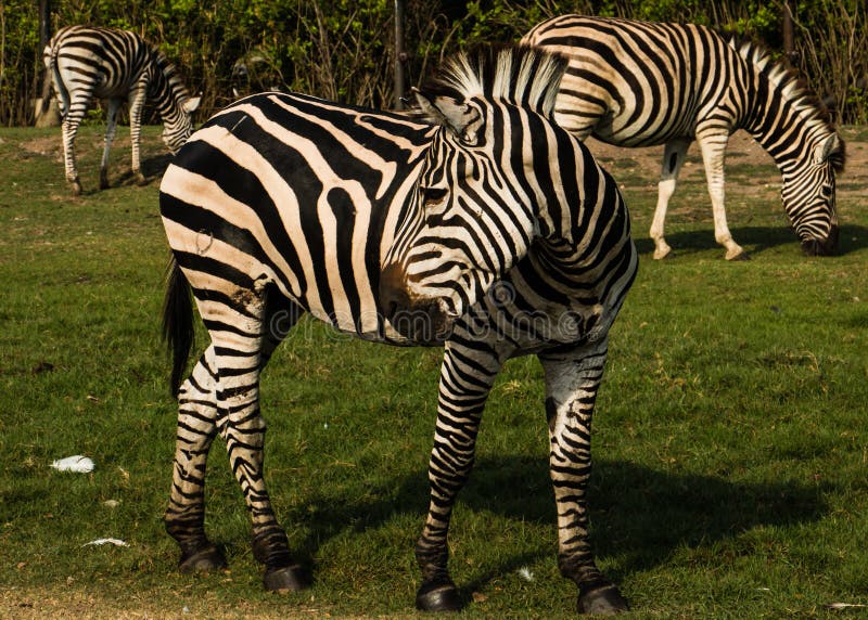 Zebra stock image. Image of blue, bangkok, thailand, south - 85114733