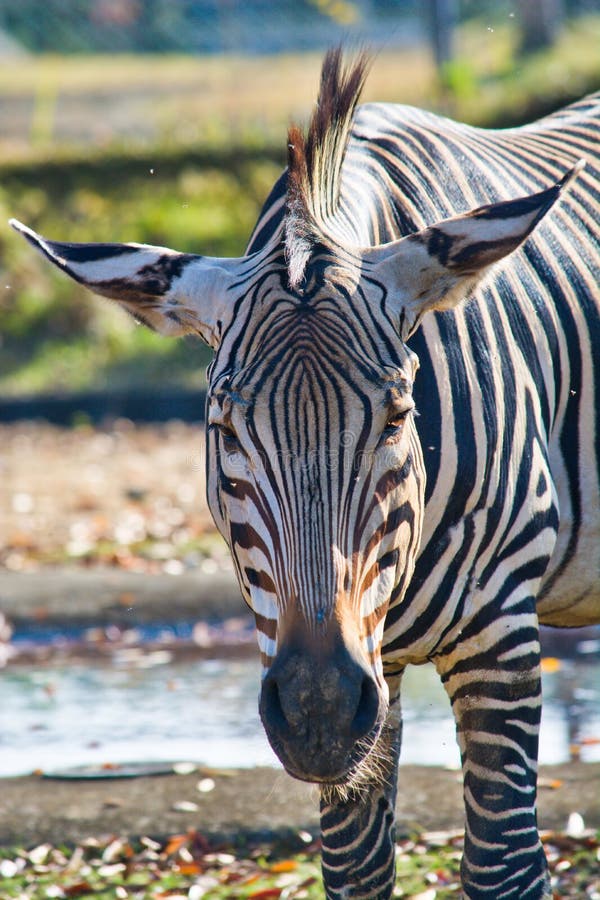 Zebra stock image. Image of field, saitama, black, zebra - 63033603