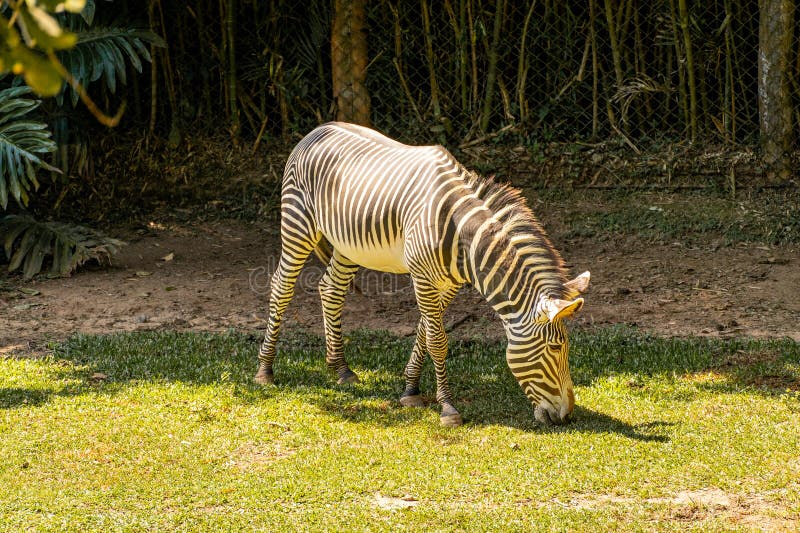 A Zebra in the Sao Paulo Zoo in Brazil Stock Photo - Image of wild ...