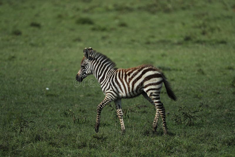 Zebra in savannah in kenya stock image. Image of nature - 189546887