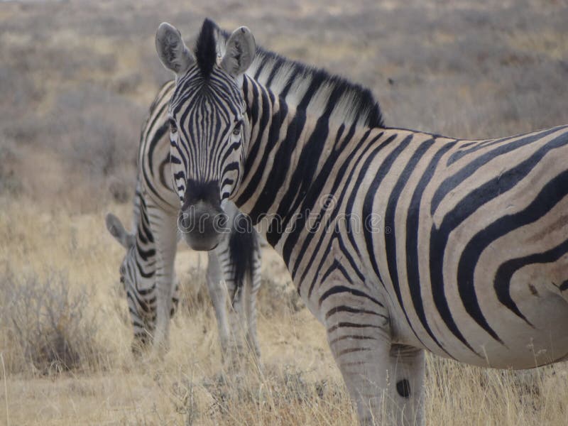 A Zebra in the Savannah of Namibia Stock Image - Image of animal ...